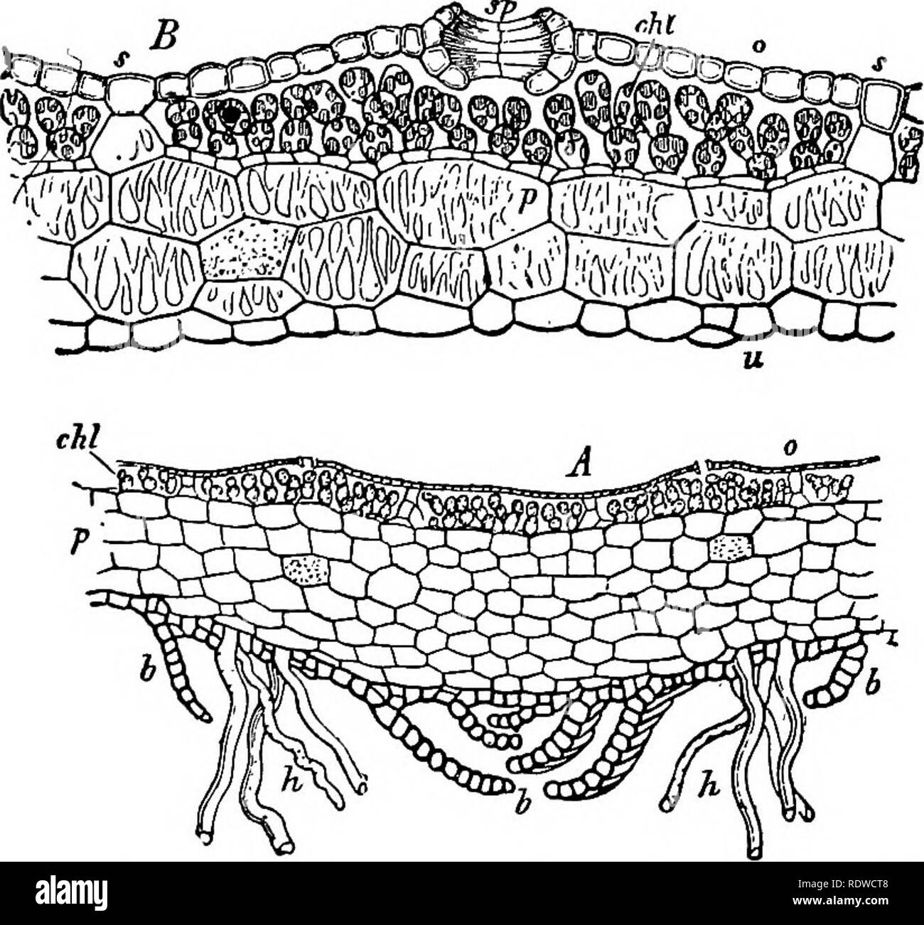 . Botany, with agricultural applications. Botany. 408 BRYOPHYTES (MOSS ...