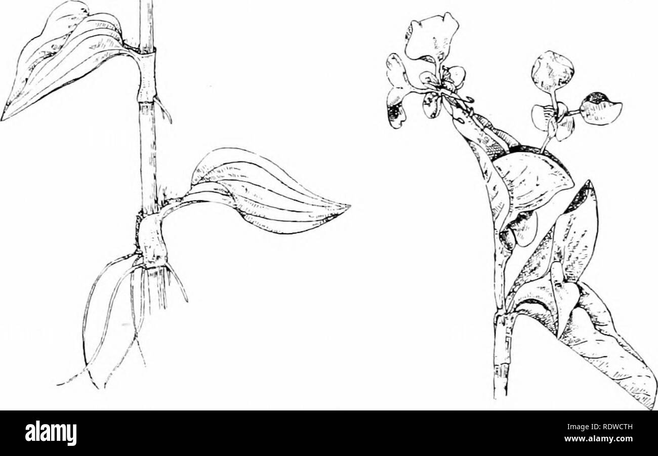 Fruit is 3 celled capsule hi-res stock photography and images - Alamy