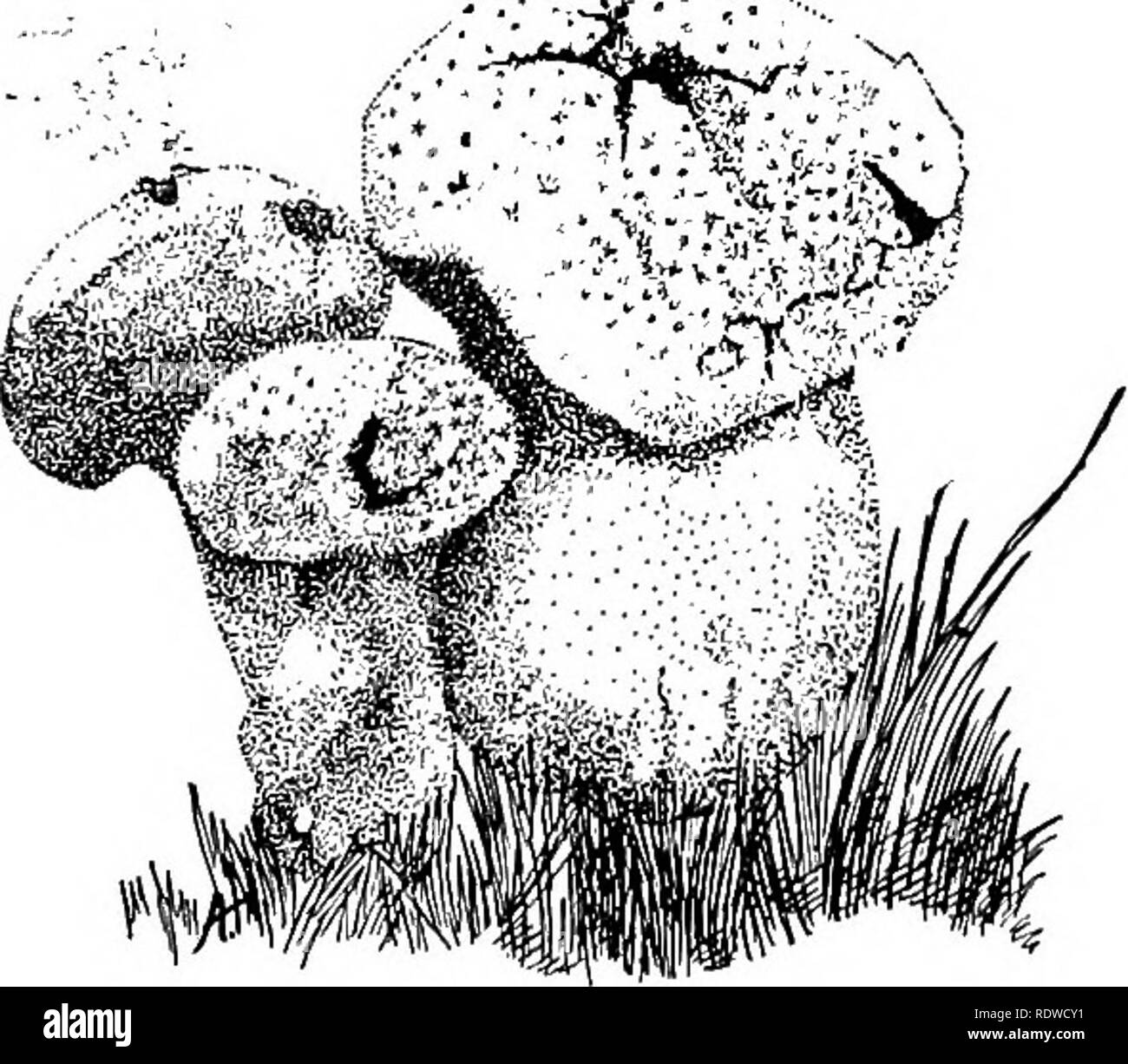 Wet fungi Black and White Stock Photos & Images - Alamy