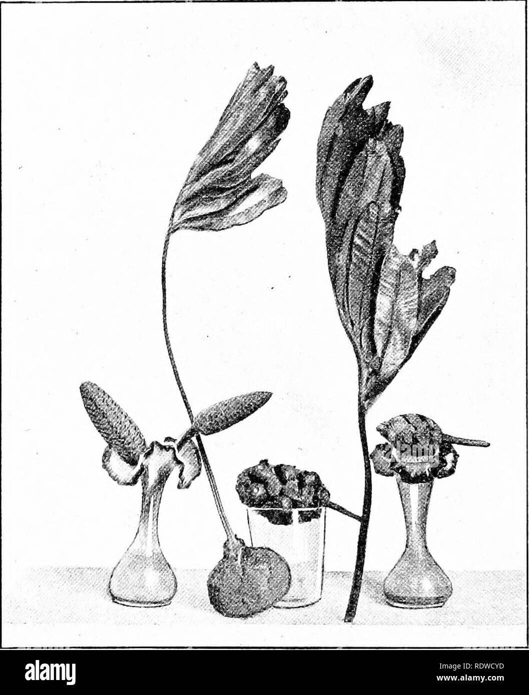 Plants ancient lineage Black and White Stock Photos & Images - Alamy