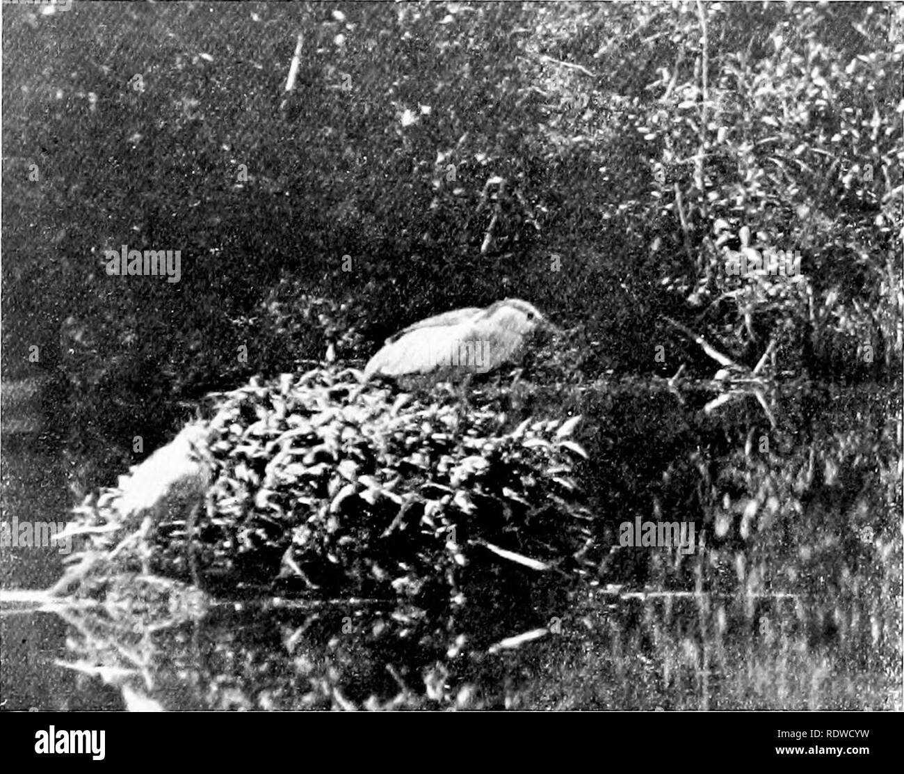 Singular tree Black and White Stock Photos & Images - Alamy