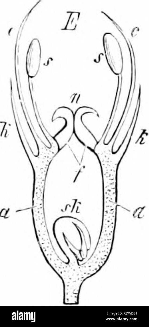 Floral morphology Black and White Stock Photos & Images - Alamy