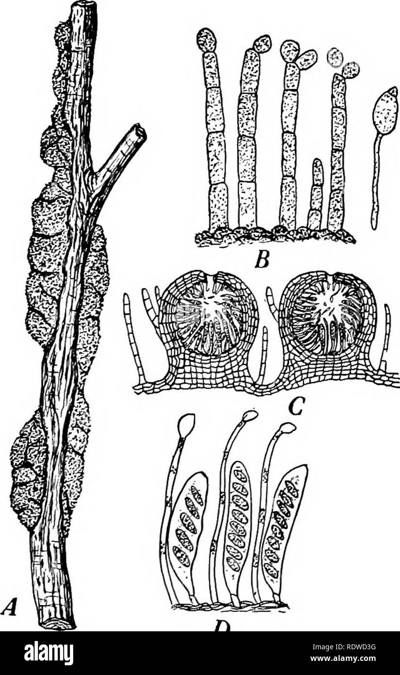 . Botany, with agricultural applications. Botany. 370 THALLOPHYTES ...