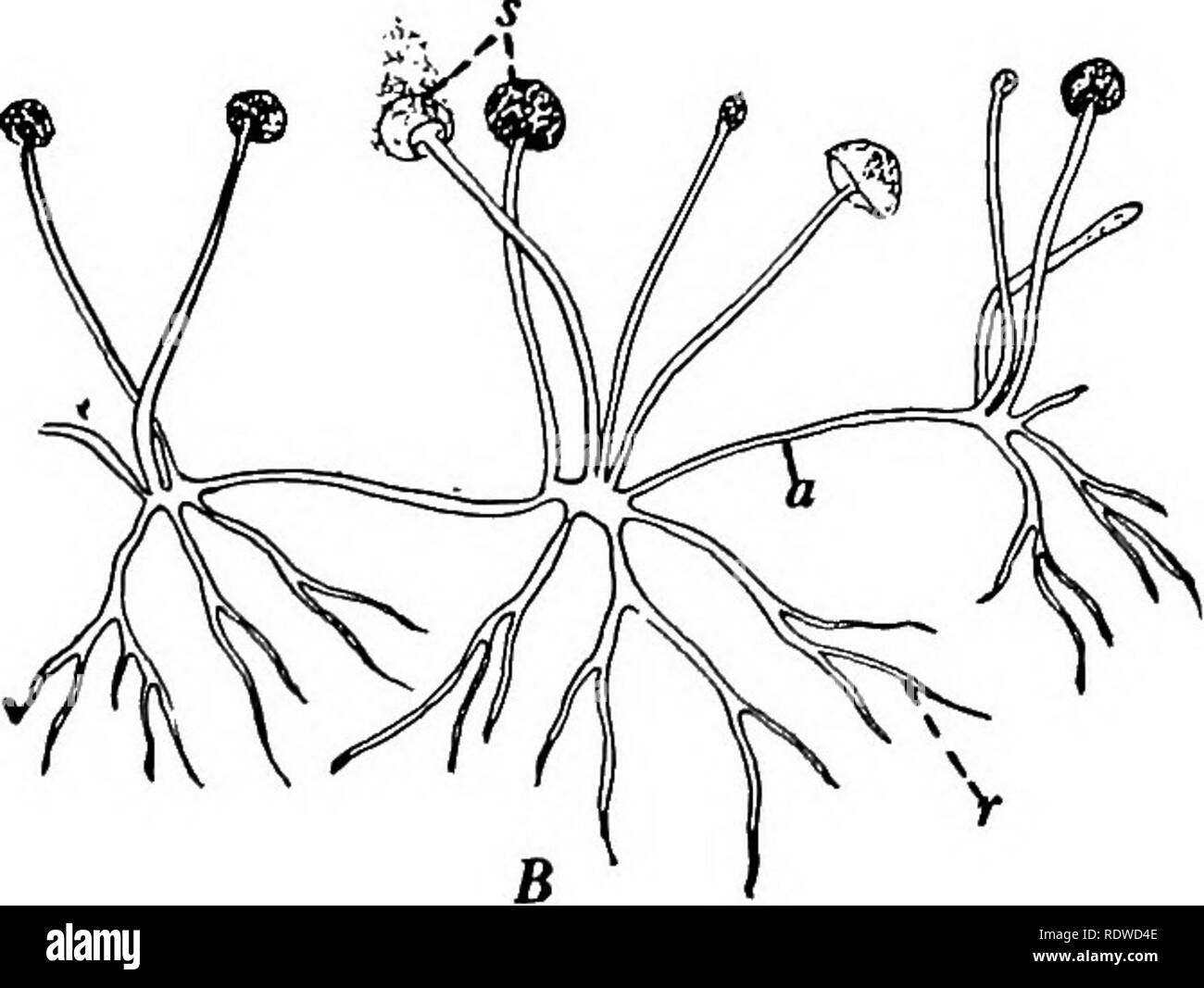 Rhizopus nigricans hi-res stock photography and images - Alamy