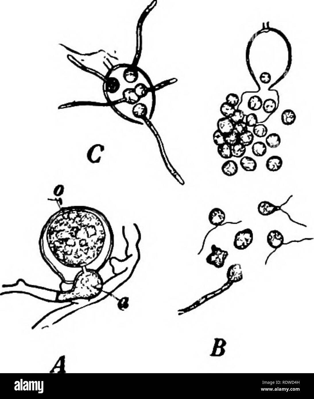 Rhizopus mold spores Black and White Stock Photos & Images - Alamy