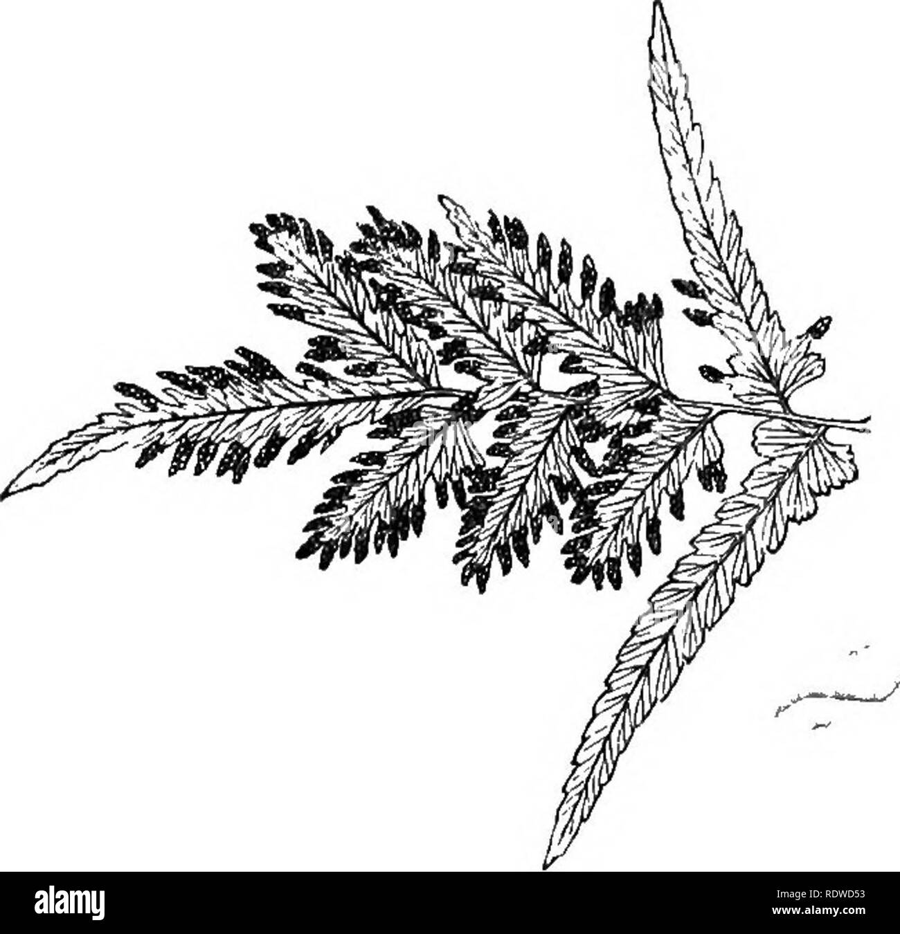 . A natural history of new and rare ferns: containing species and ...
