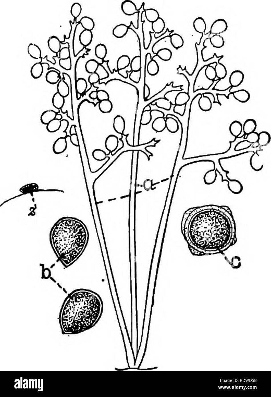 Saprolegnia Black and White Stock Photos & Images - Alamy