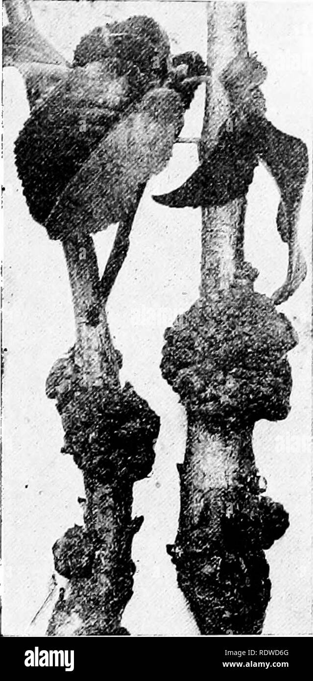 Abnormal growth on trees Black and White Stock Photos & Images - Alamy