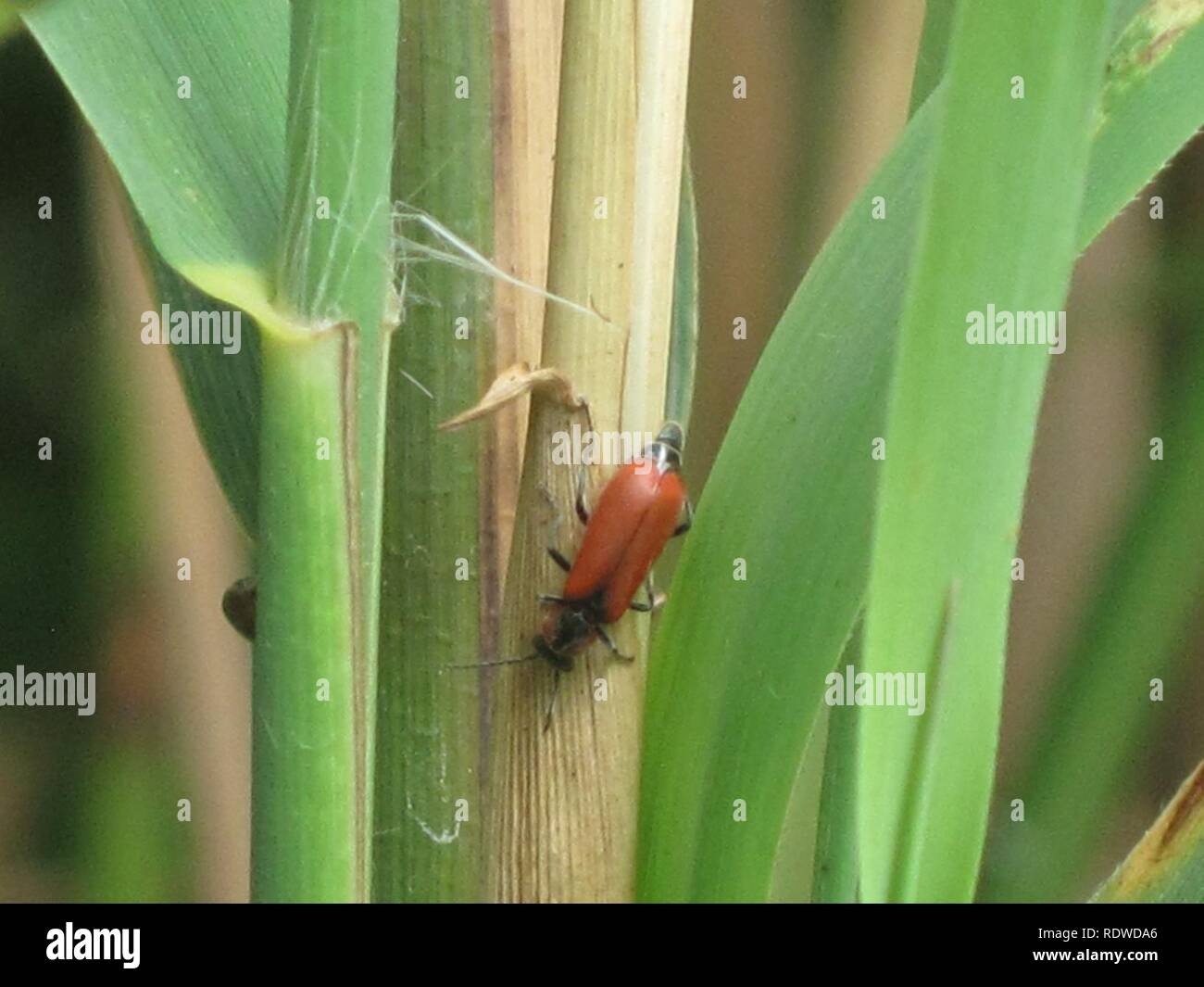 Anthocomus rufus (Alias A. Coccineus), Arnhem, the Netherlands Stock ...