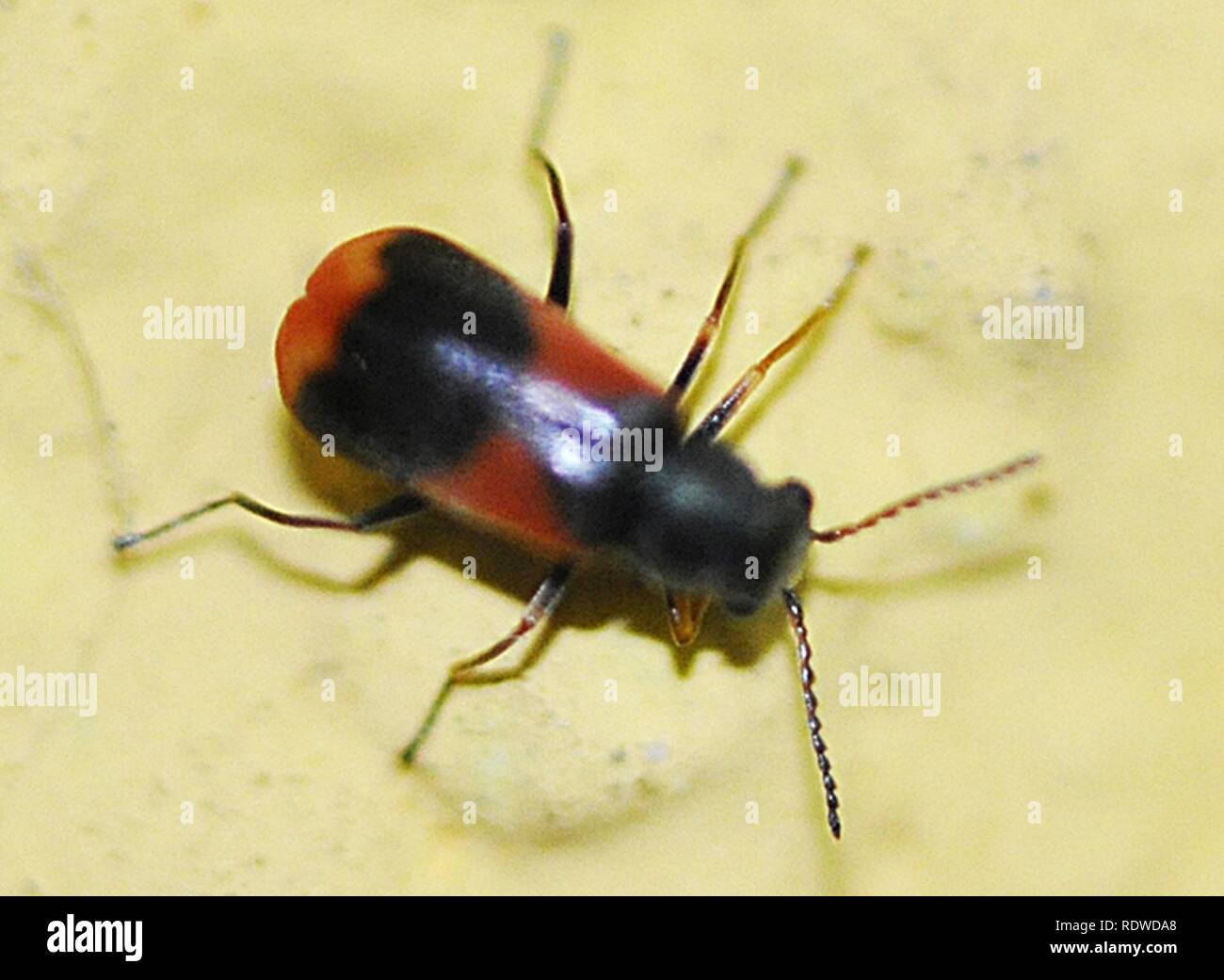 Anthocomus hi-res stock photography and images - Alamy