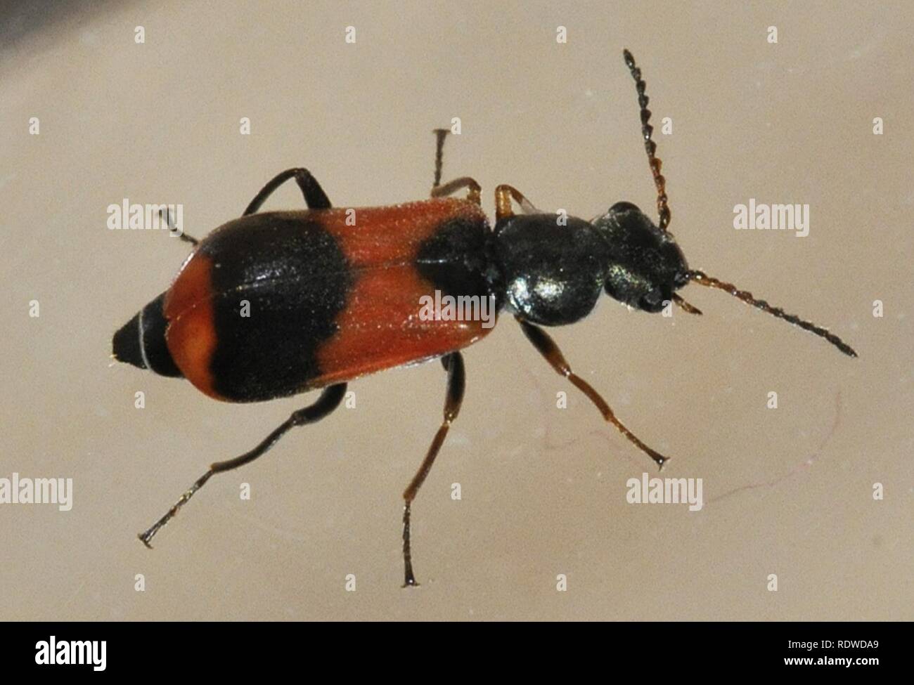 Anthocomus hi-res stock photography and images - Alamy