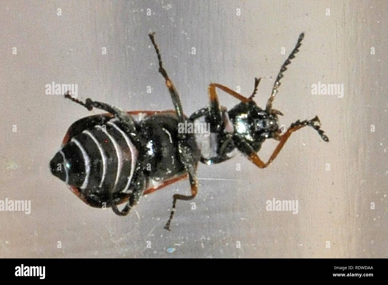 Anthocomus hi-res stock photography and images - Alamy