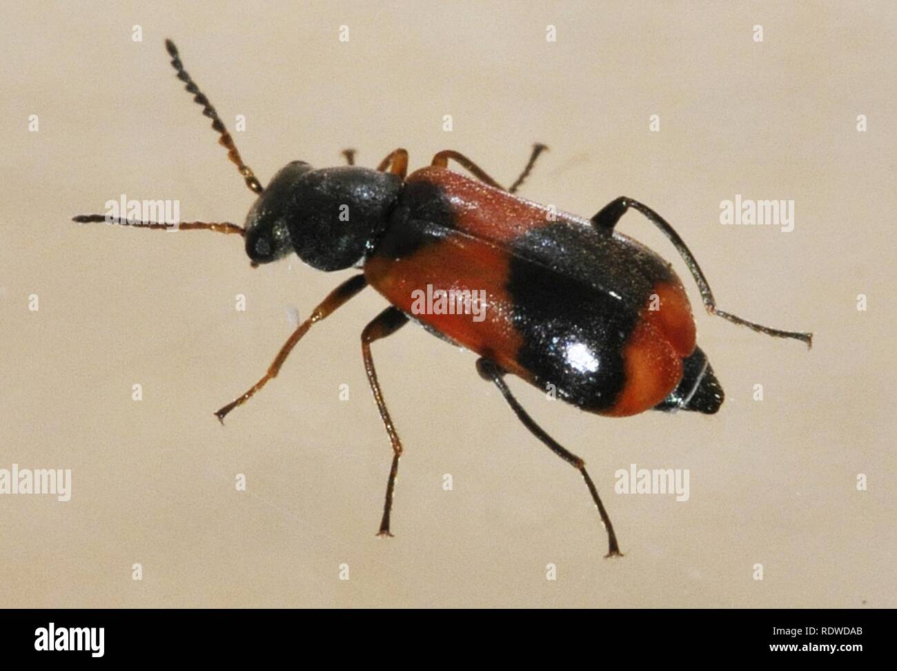 Anthocomus hi-res stock photography and images - Alamy