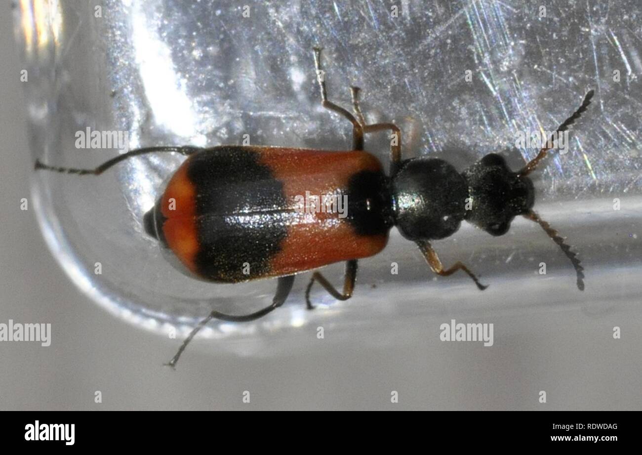 Anthocomus hi-res stock photography and images - Alamy