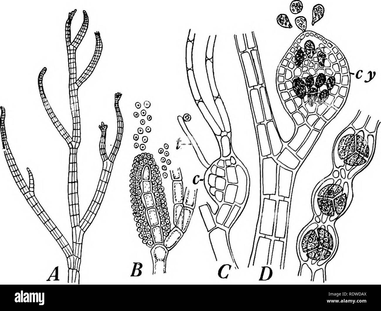 Thallus Structure Of Polysiphonia With Diagram Rhodophyta