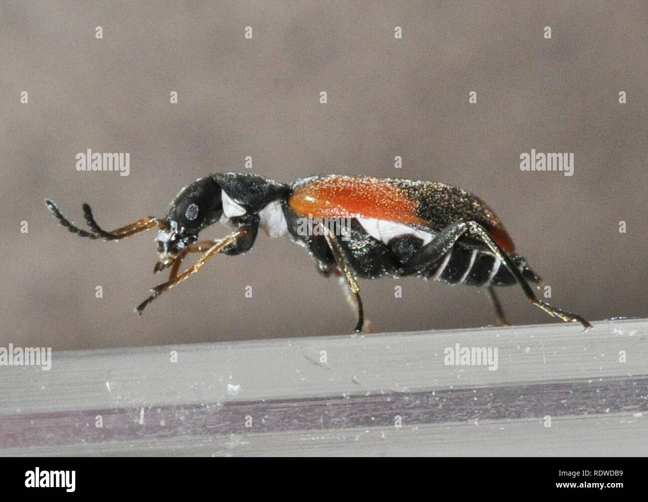 Anthocomus hi-res stock photography and images - Alamy