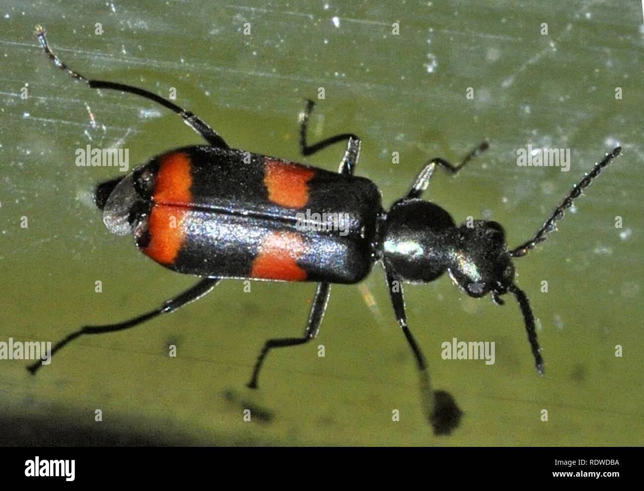 Anthocomus fasciatus hi-res stock photography and images - Alamy