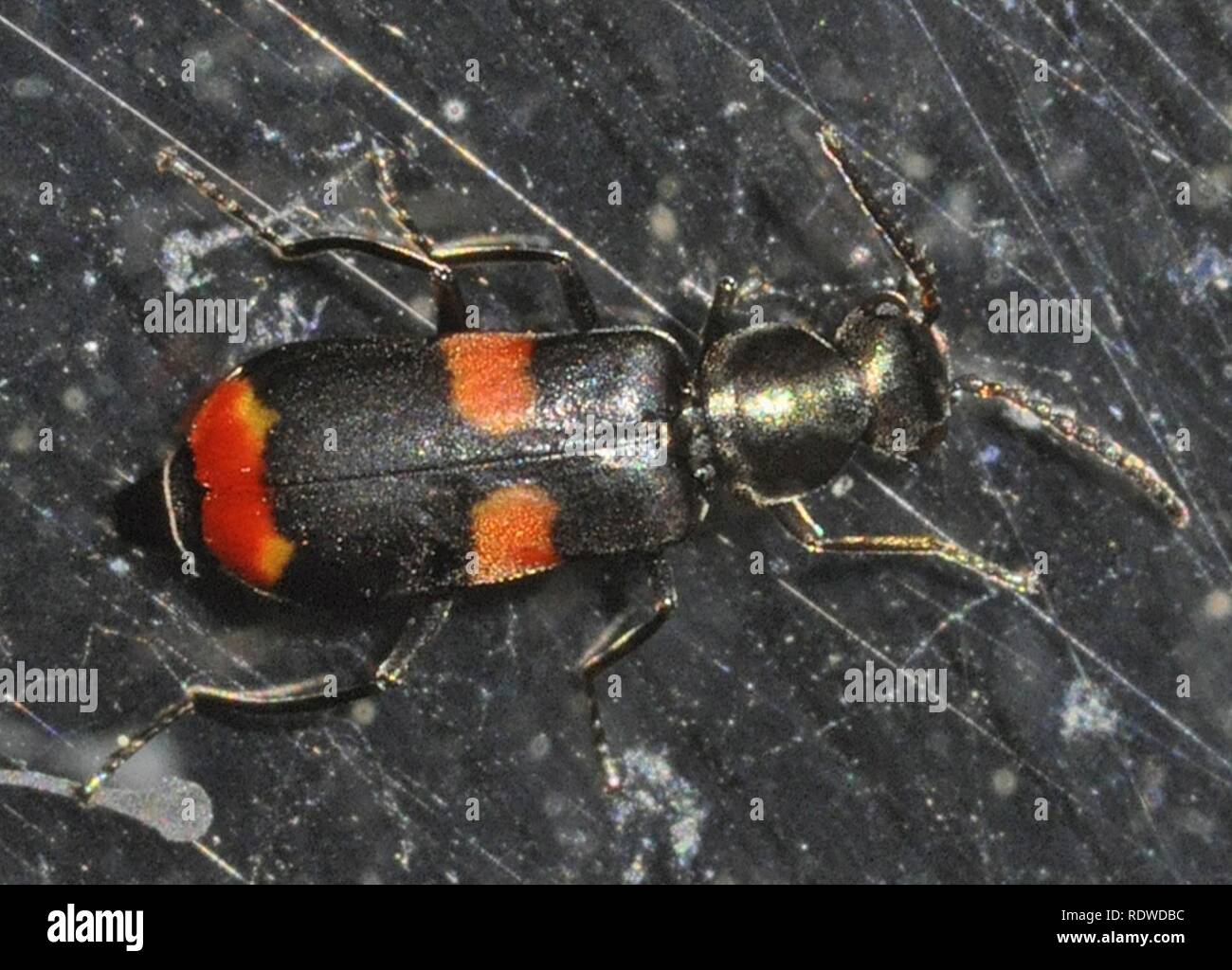 Anthocomus fasciatus hi-res stock photography and images - Alamy