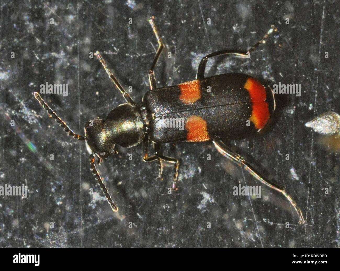 Anthocomus fasciatus hi-res stock photography and images - Alamy