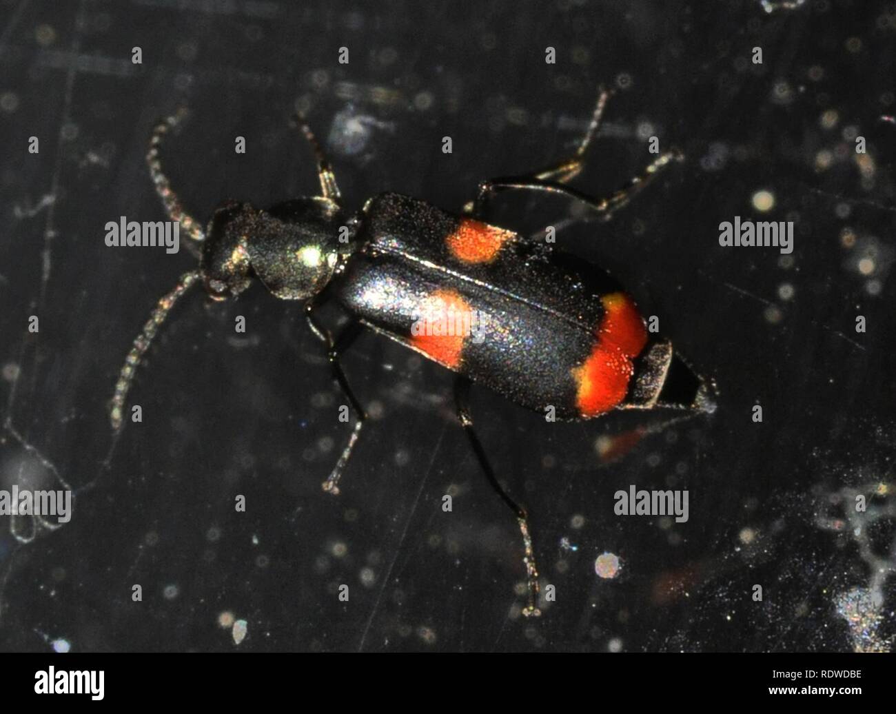 Anthocomus fasciatus hi-res stock photography and images - Alamy