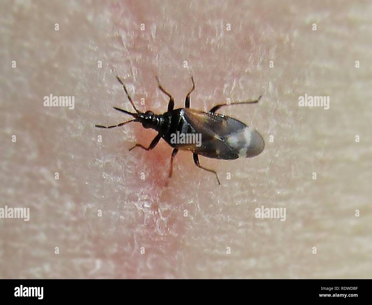 Anthocoridae hi-res stock photography and images - Alamy