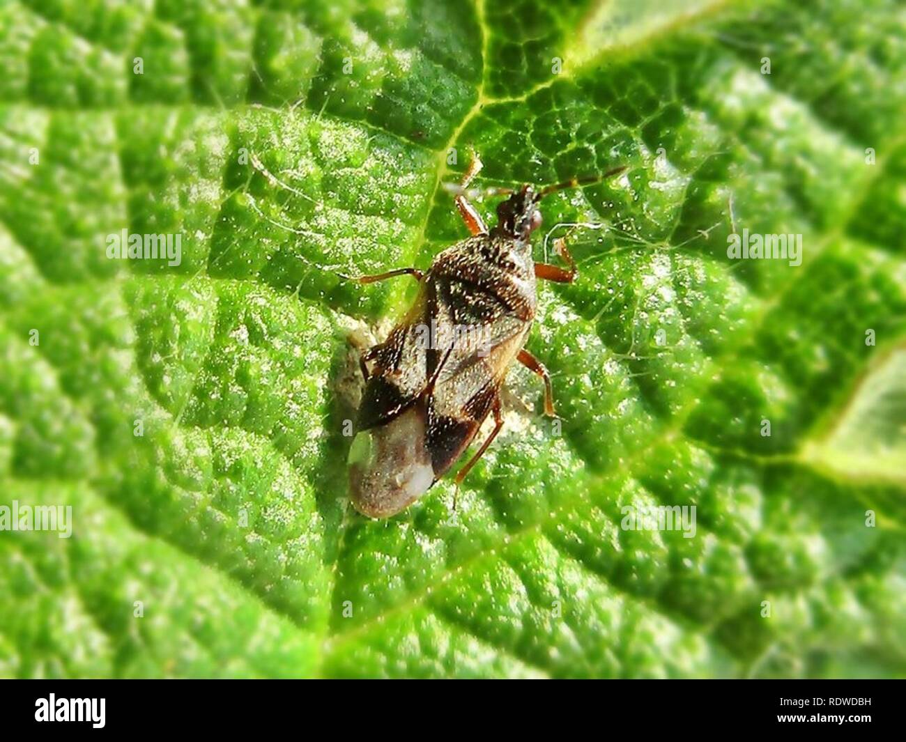 Anthocoris nemoralis (Anthocoridae sp.) Arnhem the Netherlands - 2 Stock Photo - Alamy