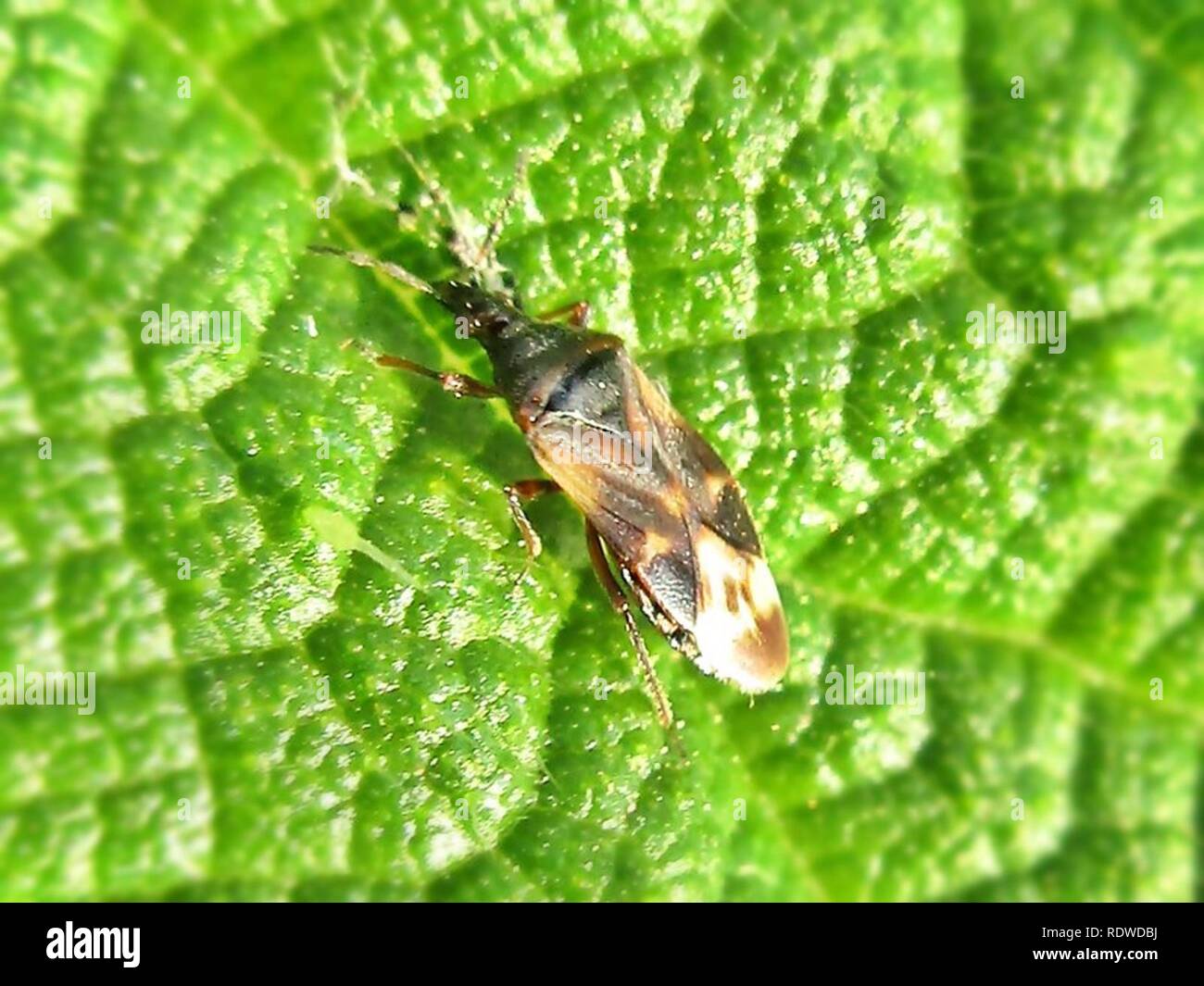 Anthocoris nemoralis hi-res stock photography and images - Alamy