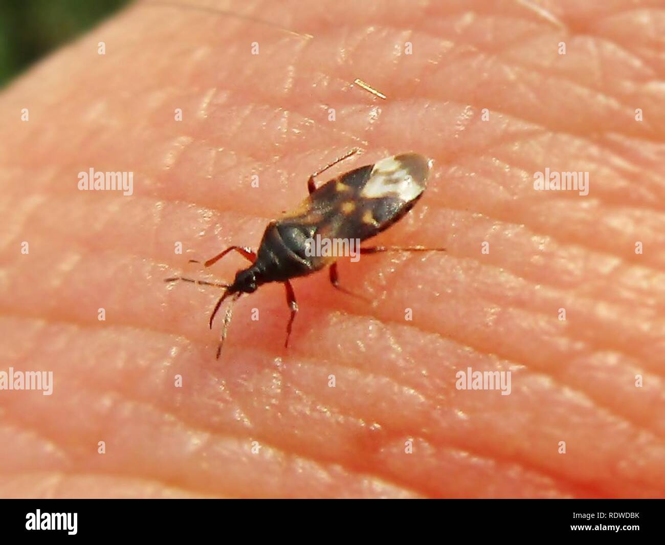 Anthocoridae hi-res stock photography and images - Alamy