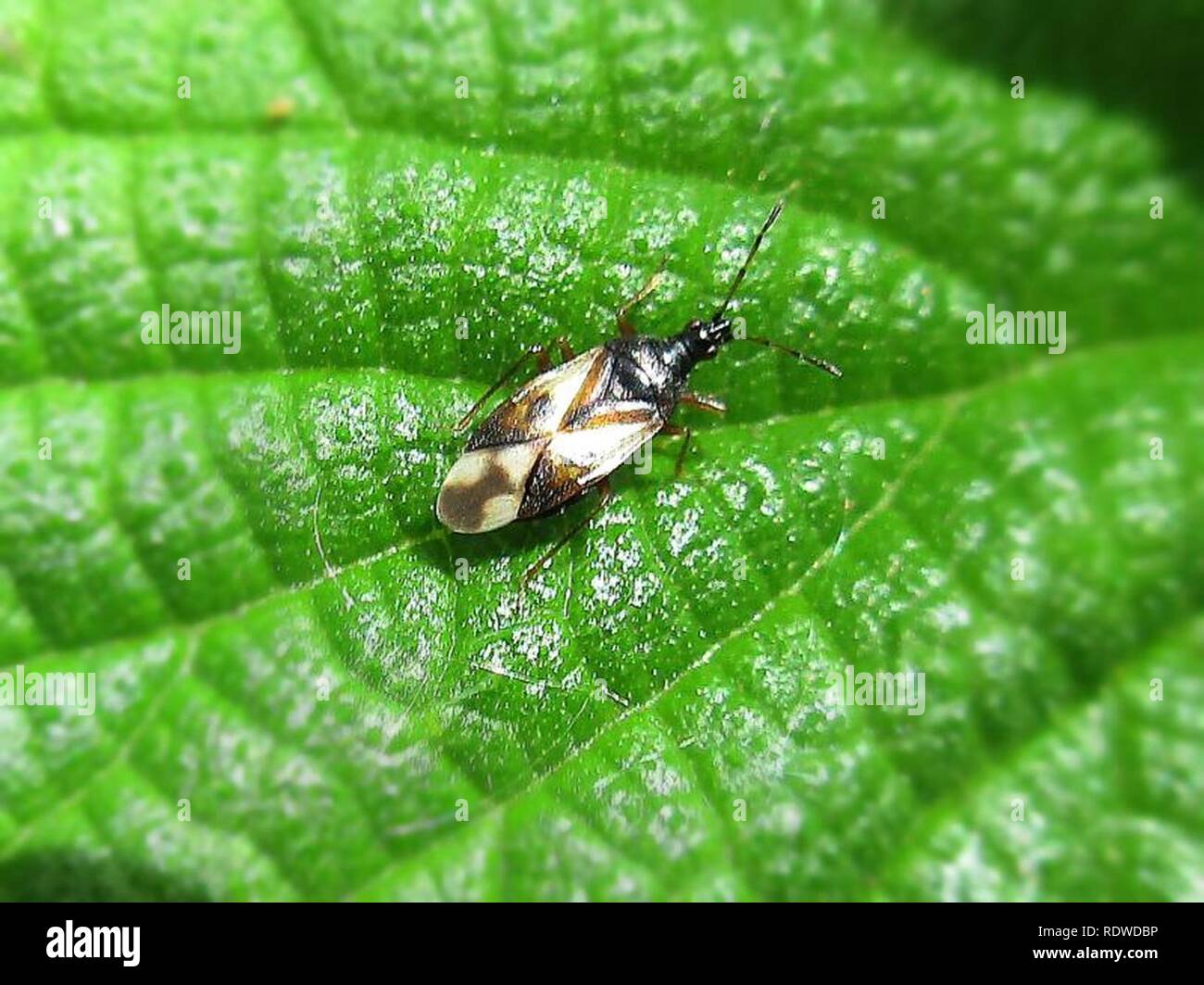 Anthocoris nemorum (Common flowerbug) Elst (Gld) the Netherlands Stock ...