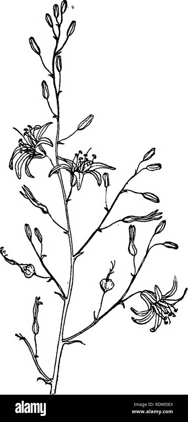 California soap plant Black and White Stock Photos & Images - Alamy