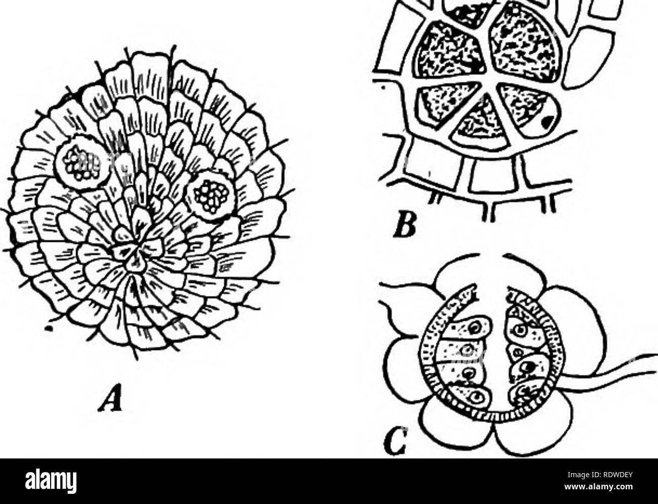 . Botany, with agricultural applications. Botany. COLEOCHAETE 313 tion ...
