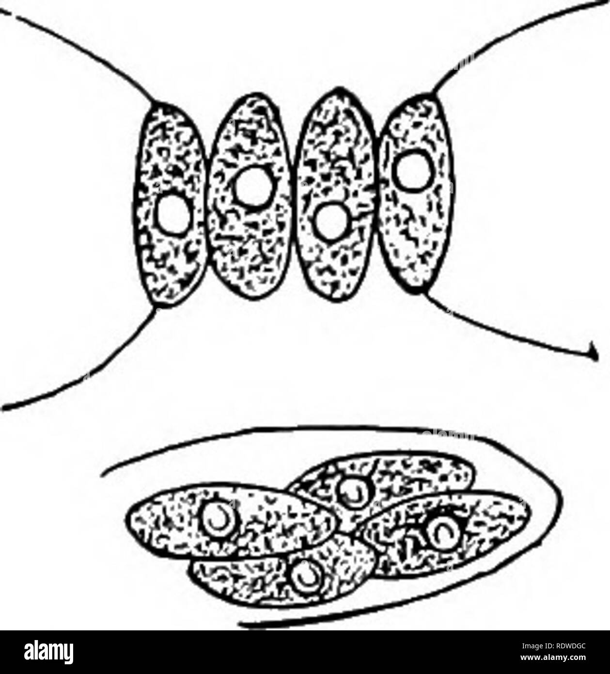 Chloroplast Black and White Stock Photos & Images - Alamy
