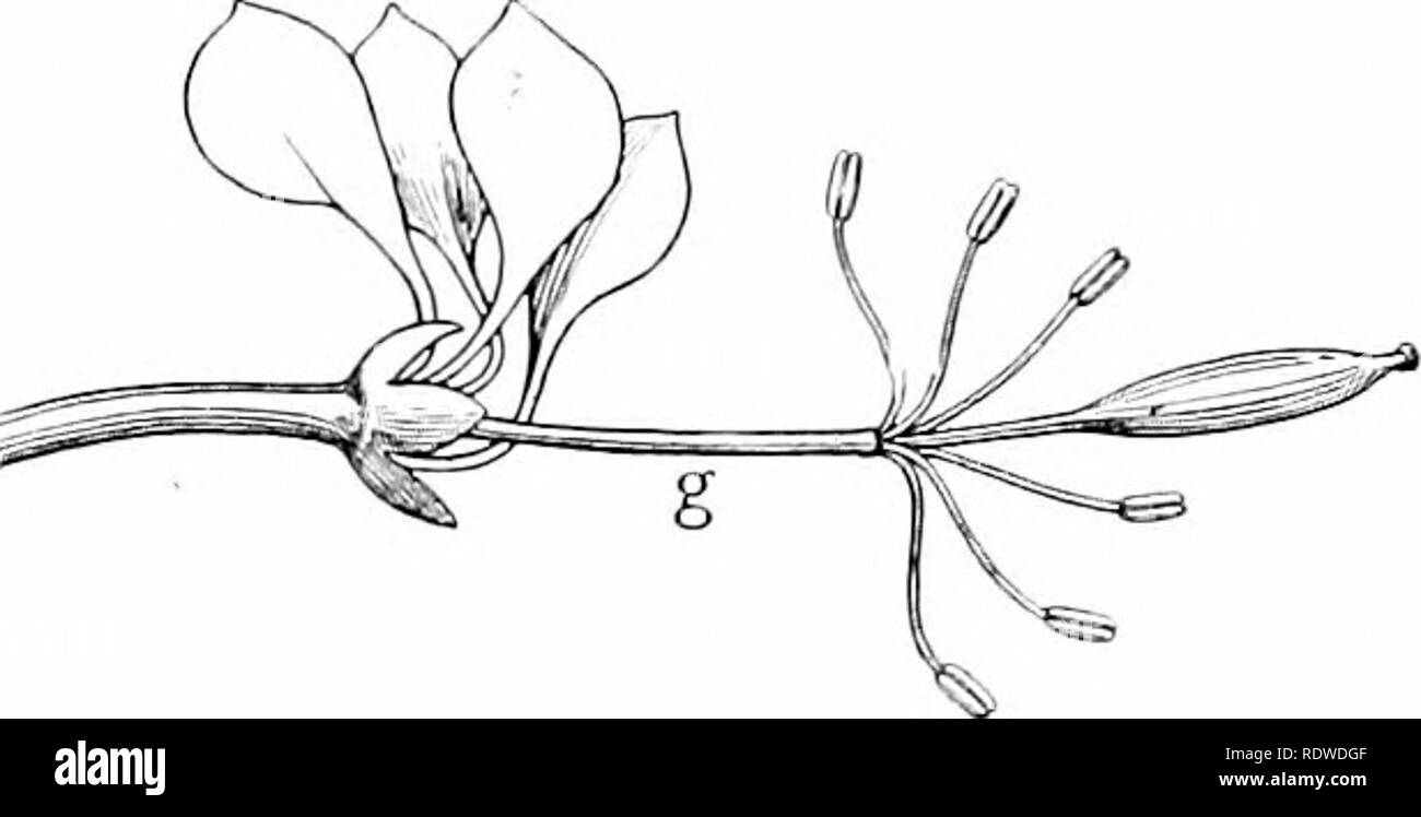 Restio Black and White Stock Photos & Images - Alamy