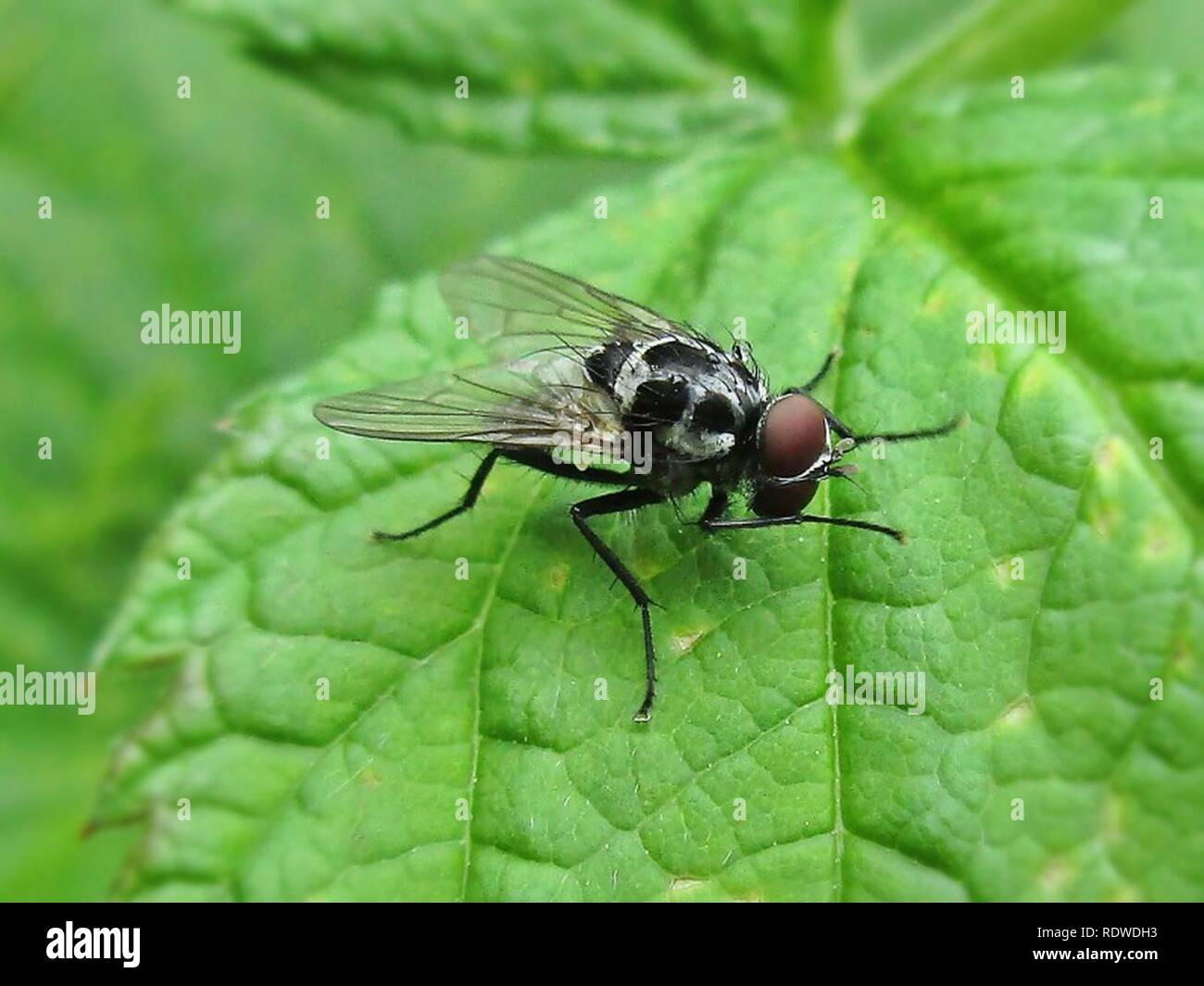 Anthomyia procellaris (Anthomyiidae sp.) Arnhem the Netherlands - 2 ...