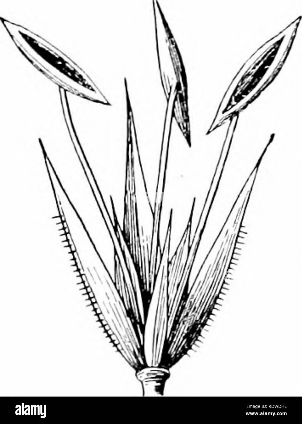 Rhododendron anther Black and White Stock Photos & Images - Alamy