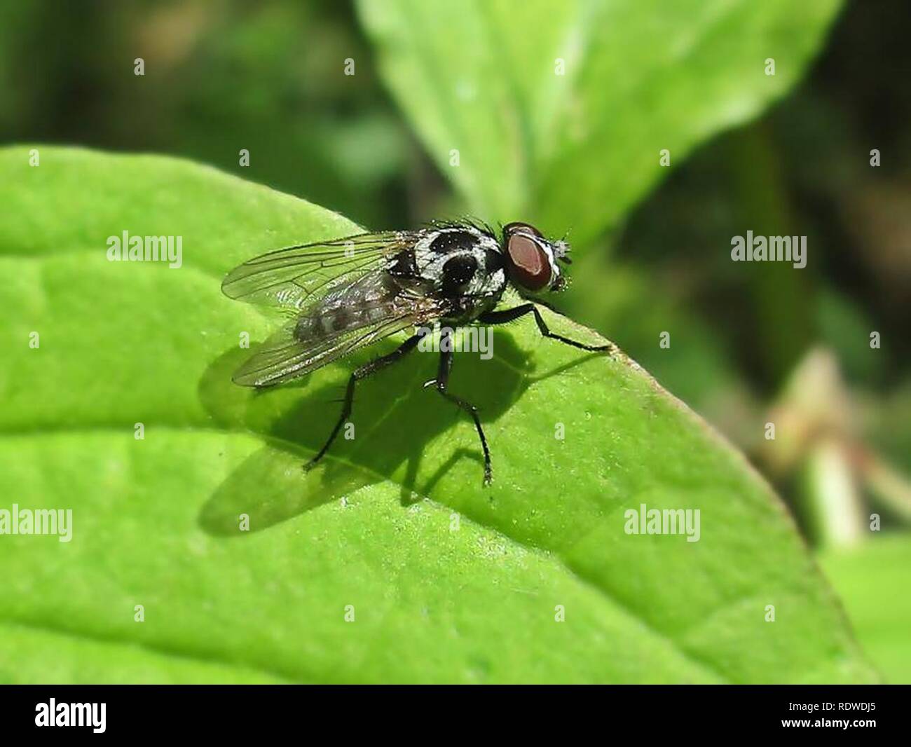 Anthomyiidae sp hi-res stock photography and images - Alamy