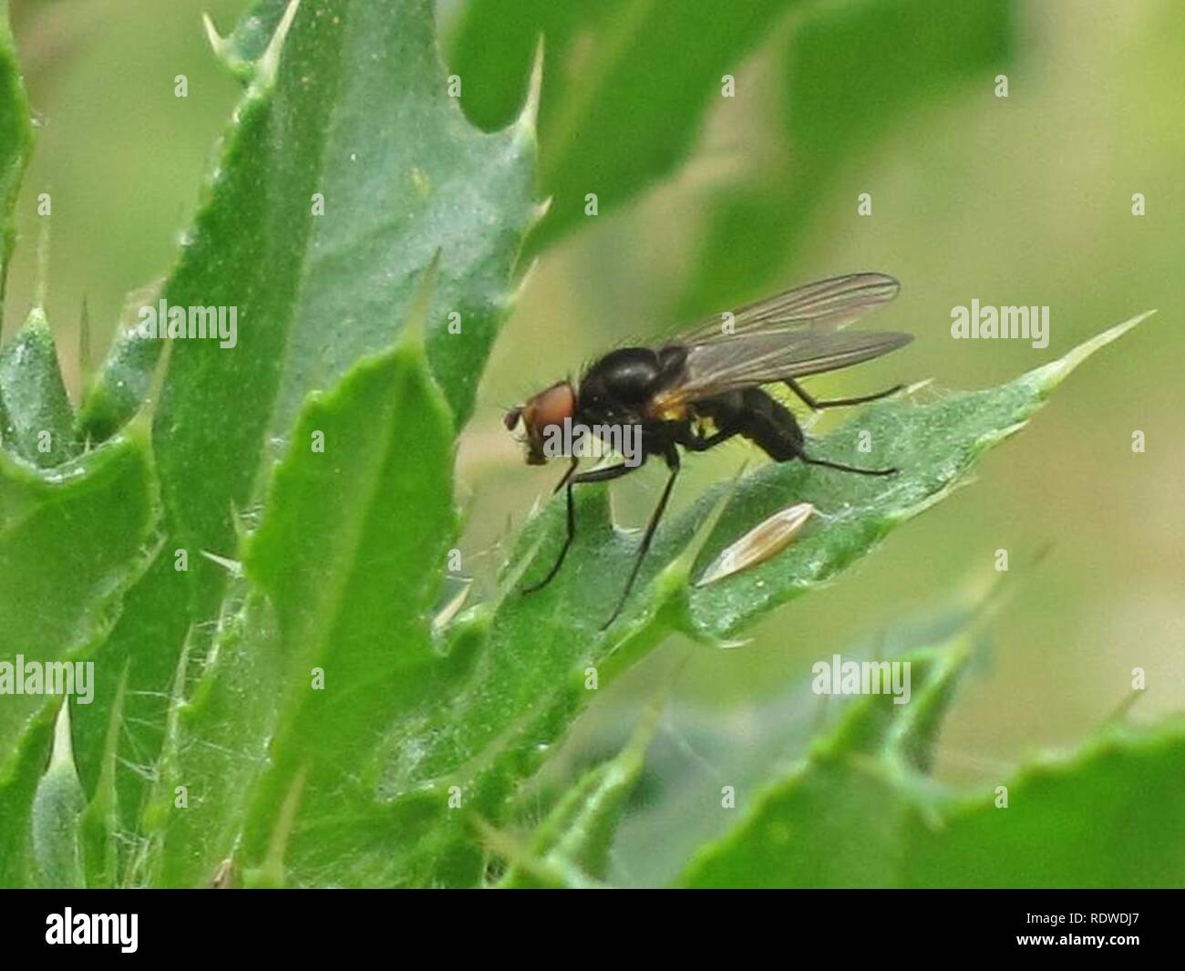 Anthomyiidae sp hi-res stock photography and images - Alamy