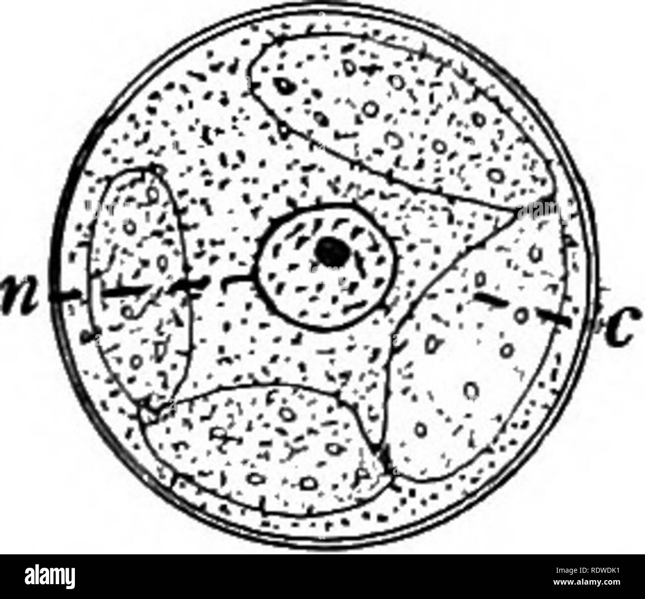 . Botany, with agricultural applications. Botany. 294 INTRODUCTION In ...