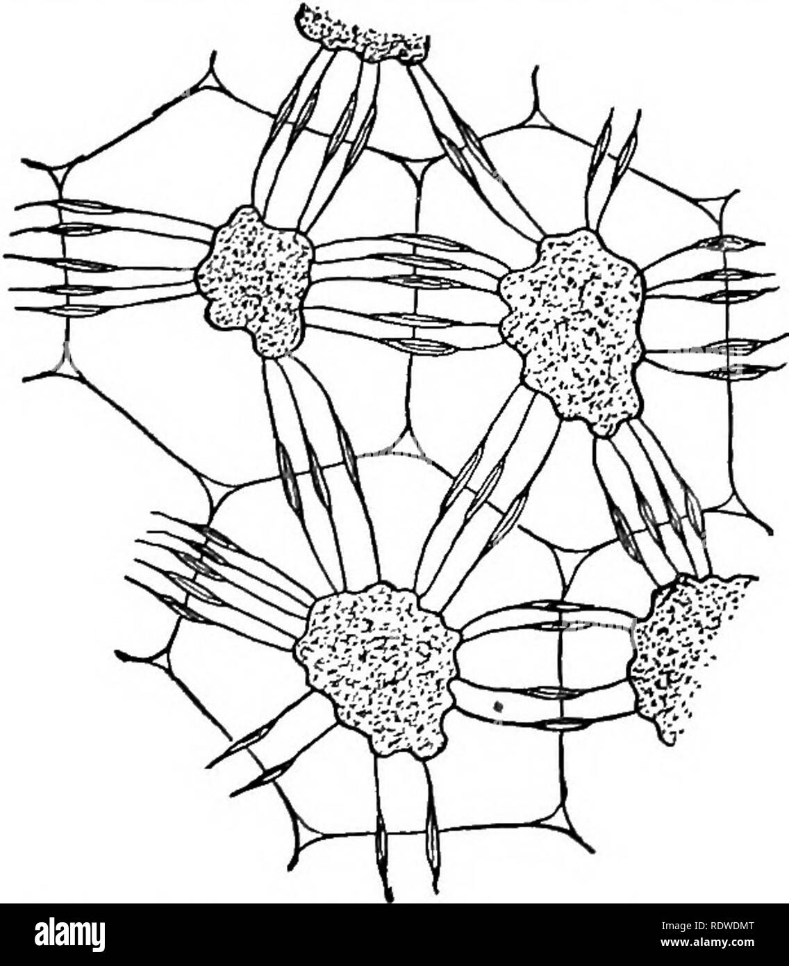 Cellulose plant cell walls hi-res stock photography and images - Alamy