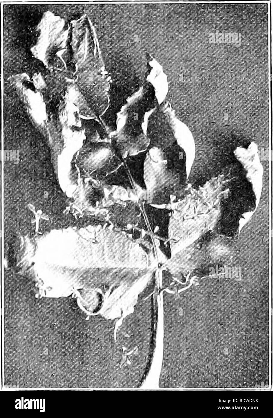 Regional plant varieties Black and White Stock Photos & Images - Alamy