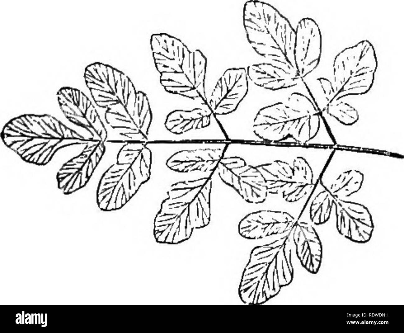 Gymnogramme hi-res stock photography and images - Alamy