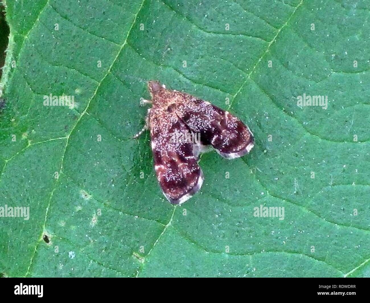 Choreutidae hi-res stock photography and images - Alamy