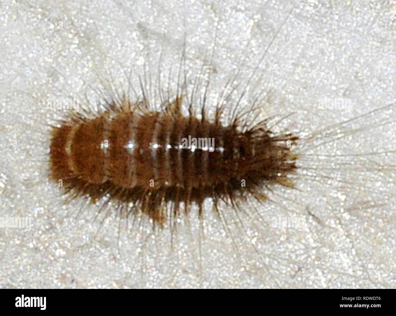Anthrenus sp hi-res stock photography and images - Alamy