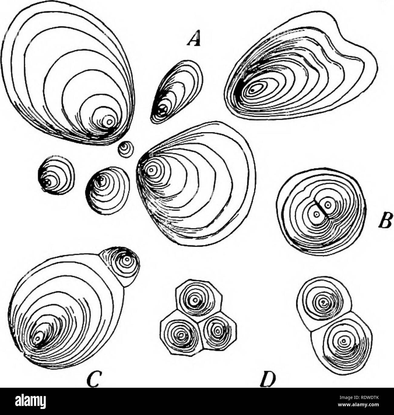 Starch test leaf Cut Out Stock Images & Pictures - Alamy