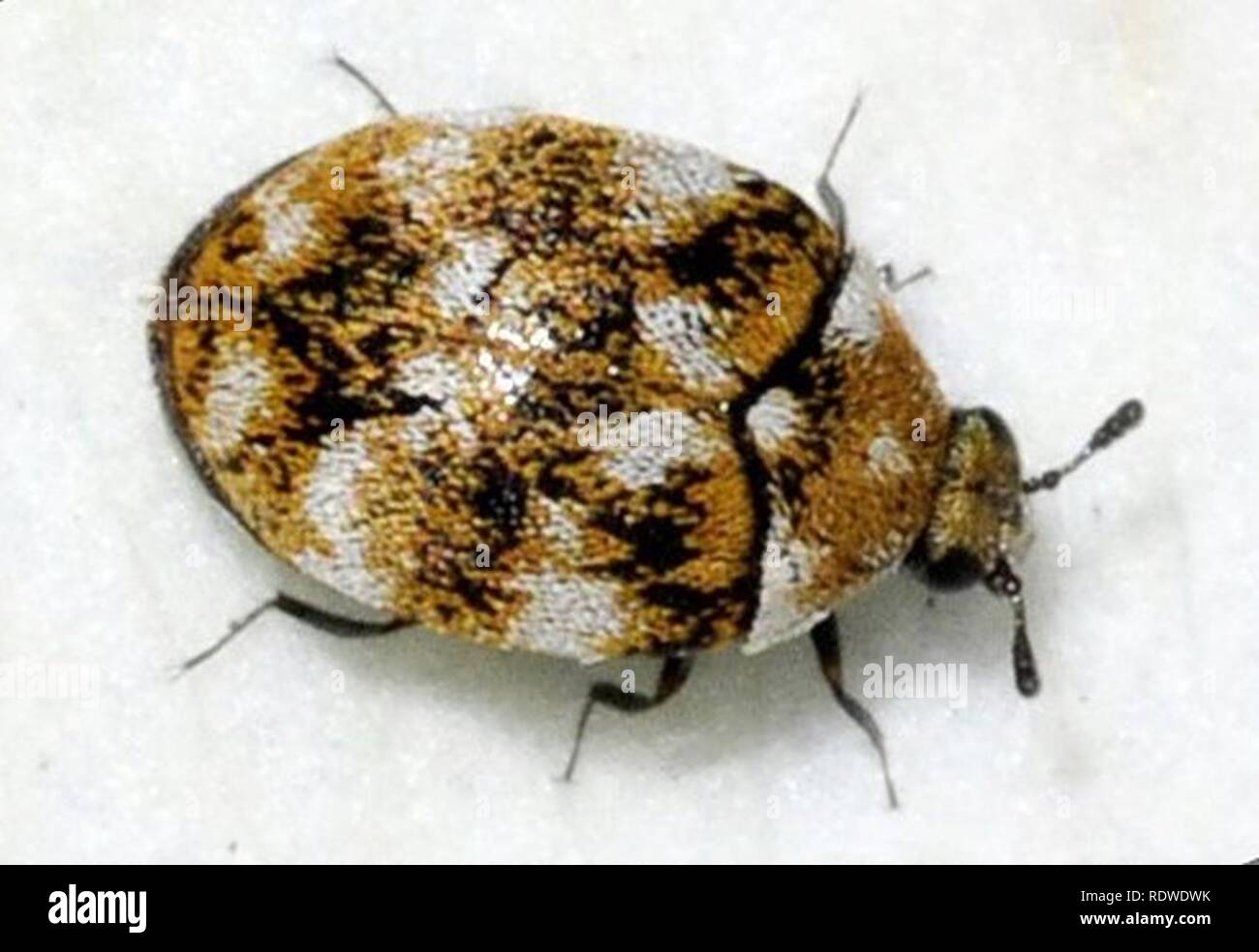 Anthrenus verbasci hi-res stock photography and images - Alamy