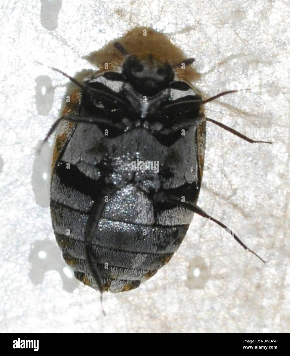 Anthrenus verbasci hi-res stock photography and images - Alamy