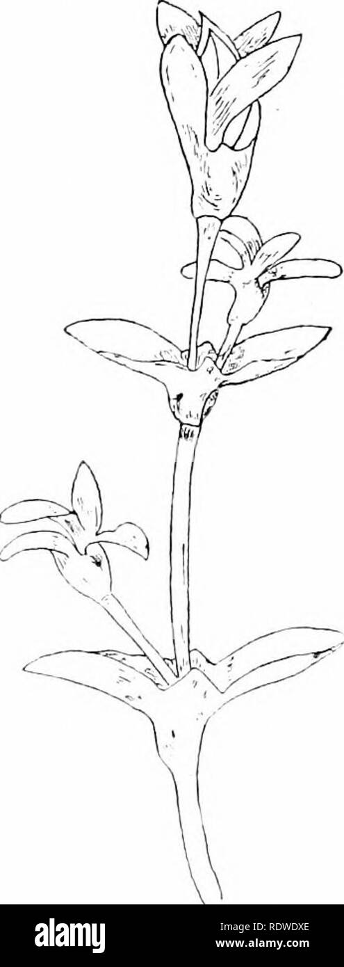 Swollen roots Black and White Stock Photos & Images - Alamy