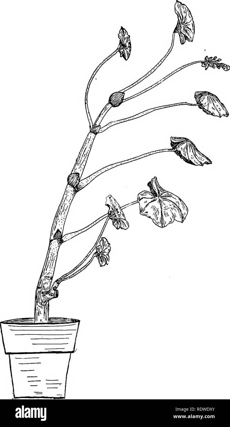 . Botany, with agricultural applications. Botany. EXPOSURE TO LIGHT 243 ...
