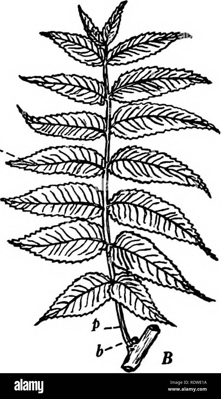 . Botany, with agricultural applications. Botany. /.. Fig. 220 ...