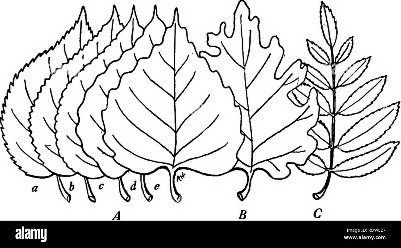 Dentate Leaf Margins Hi res Stock Photography And Images Alamy dentate-leaf-margins-hi-res-stock-photography-and-images-alamy